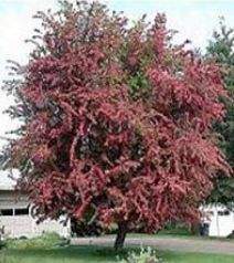 Pauls Scarlet Tree (Midland hawthorn) - Hyland's Nursery