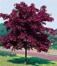 Norway Maple Tree (Crimson King) - Hyland's Nursery