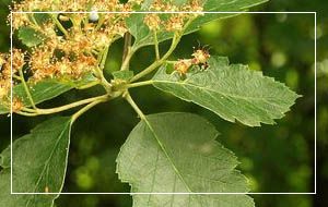 Whitebeam Tree (Sorbus aria - Lutescens) - Hyland's Nursery