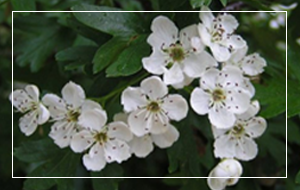 Whitethorn Hedging – Crataegus monogyna - Hyland's Nursery