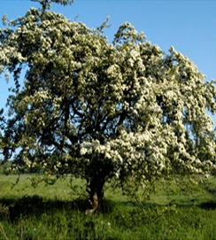 Whitethorn Hedging – Crataegus monogyna - Hyland's Nursery
