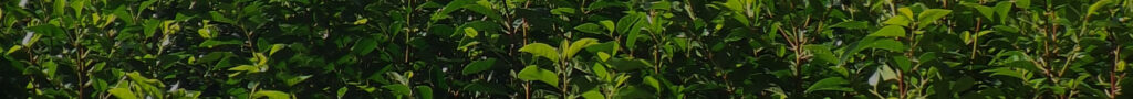 Olearia Hedging Available From Hyland's Nursery Co. Wexford