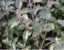 Olearia Hedging Available From Hyland's Nursery Co. Wexford