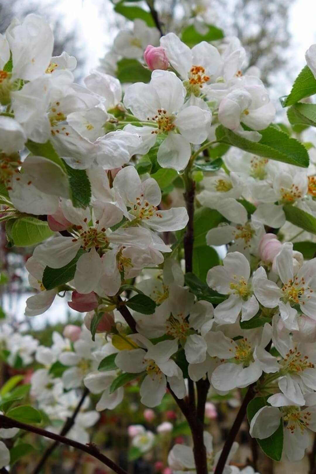 Amelanchier Grandiflora Ballerina - Hyland's Nursery
