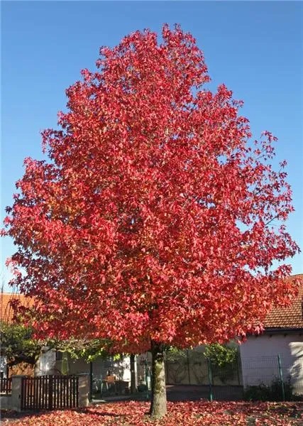 Liquidamber - Hyland's Nursery