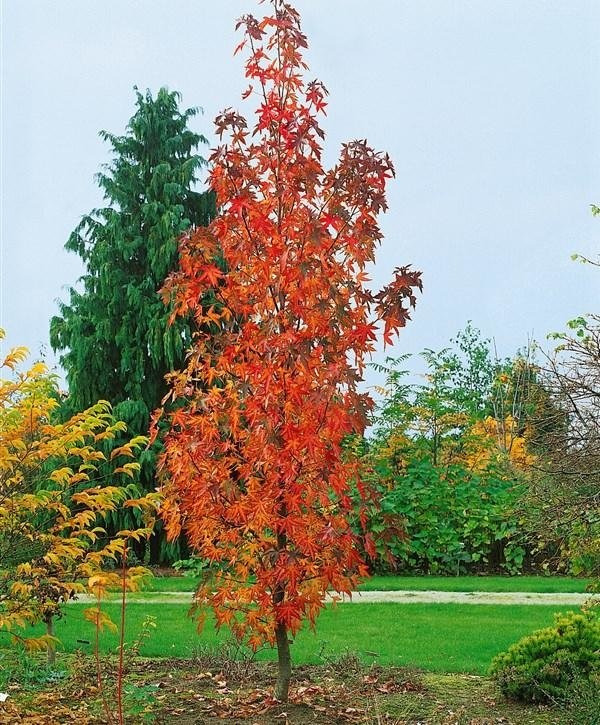 Liquidamber - Hyland's Nursery