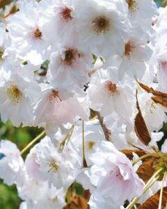 Cherry Blossom Trees Available From Hyland's Nursery.