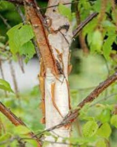 Birch Trees Betula - Hyland's Nursery