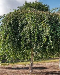 Birch Trees Betula - Hyland's Nursery