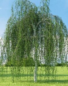 Birch Trees Betula - Hyland's Nursery