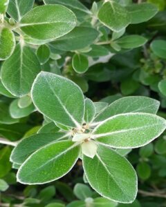 Olearia Hedging Available From Hyland's Nursery Co. Wexford